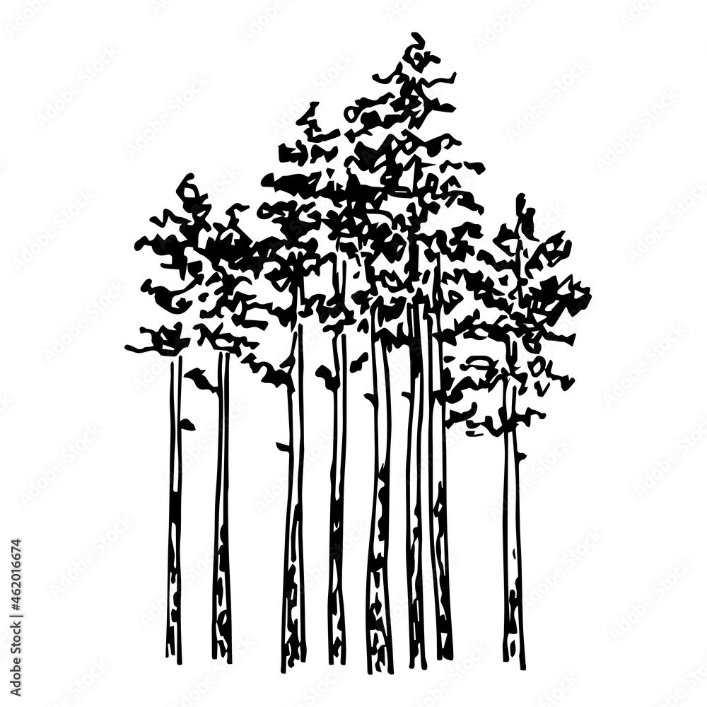 Simple hand-drawn vector drawing in black outline. Coniferous pine ...