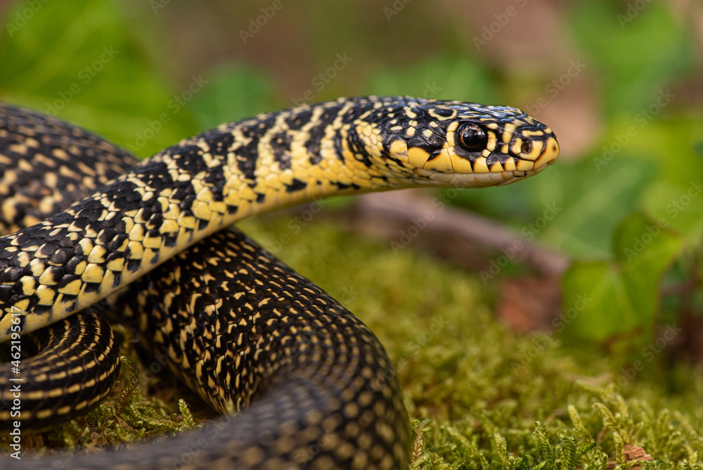 Couleuvre verte et jaune, Hierophis viridiflavus Stock Photo | Adobe Stock