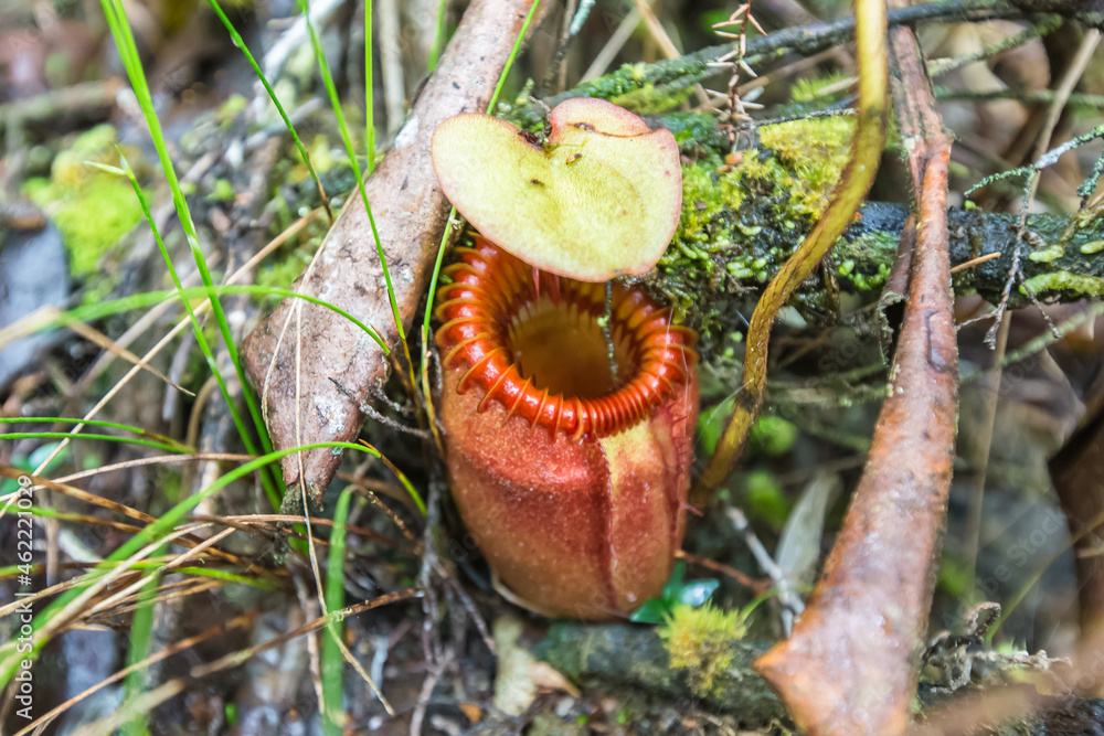 Nepenthes also known as tropical pitcher plants, it is a genus of ...