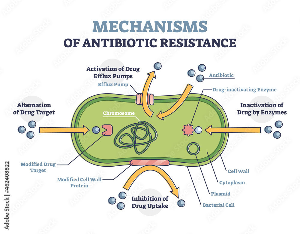 Mechanisms of antibiotic resistance outline diagram, illustrated ...