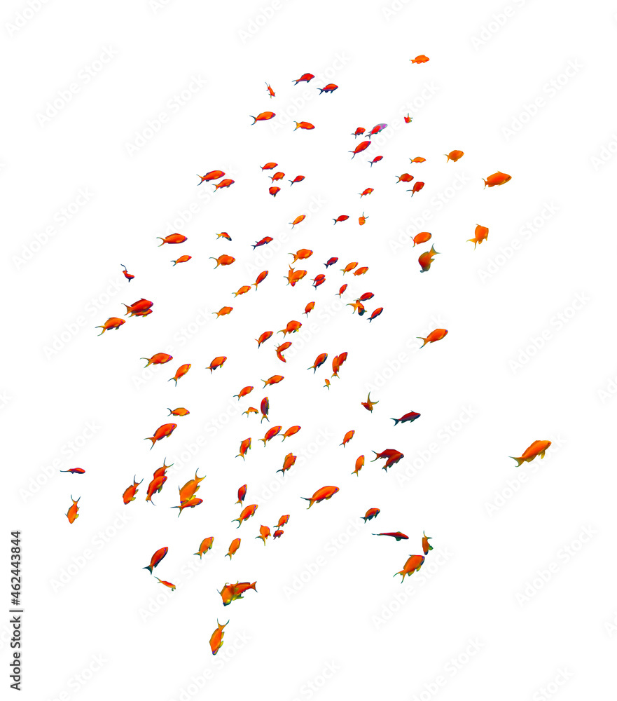 School of Anthias Fish (swallowtail seaperch) near isolated on white ...