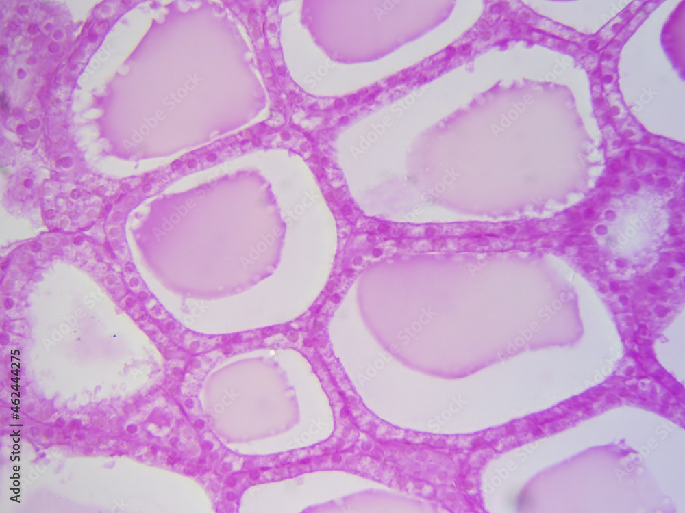 Photo Stock Microscope histology image of simple cuboidal epithelial ...