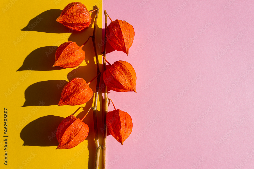Cape gooseberry (Physalis peruviana) fruits with harsh shadows on ...