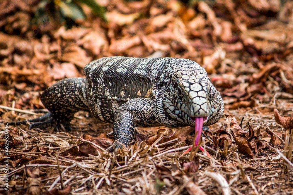 Teiú is a black and white lizard that becomes active mainly in spring ...