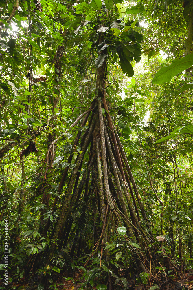 ภาพถ่าย Stock Impressive roots of a specimen of the Socratea exorrhiza ...