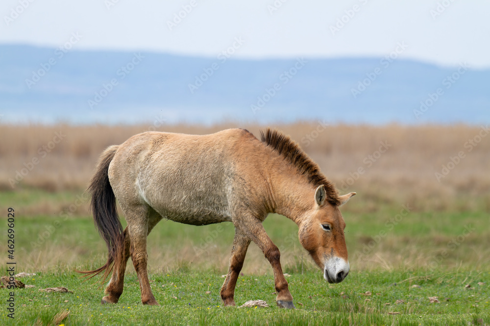 Przewalski horses (Equus ferus przewalskii). The Przewalski's horse or ...
