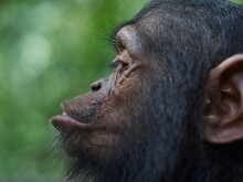 Chimpanzee Profile Free Stock Photo - Public Domain Pictures