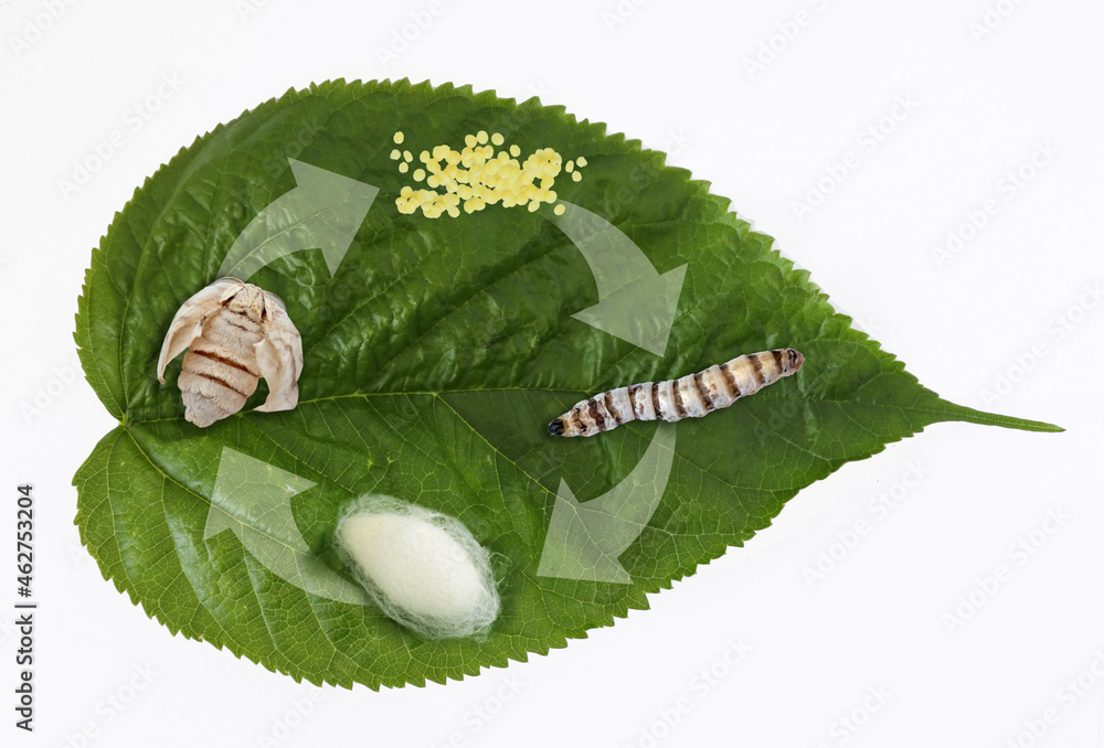 Silk moth silkworm life cycle important stages Stock Photo | Adobe Stock