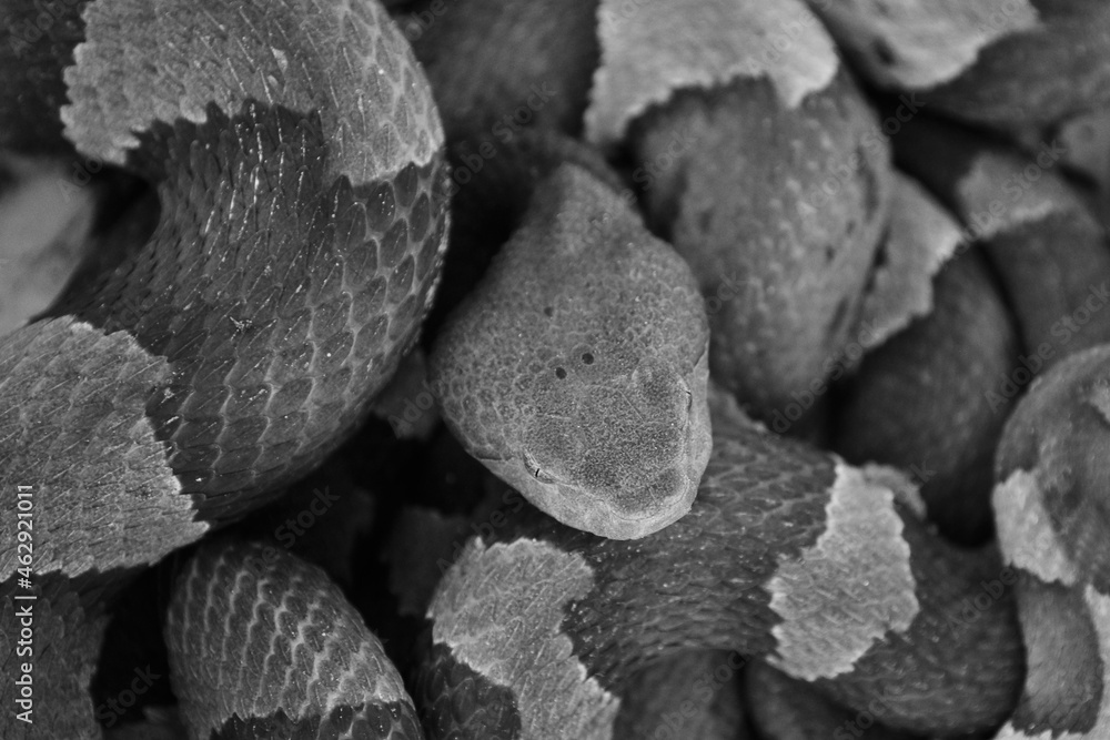 Foto de Stock Venomous copperhead snakes shows scales and snake head in ...
