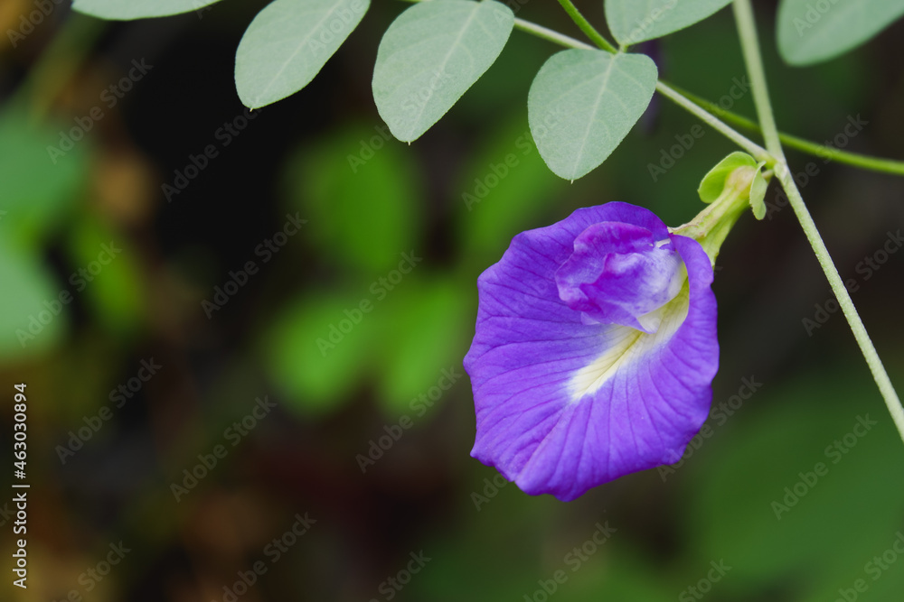 Butterfly pea flower is violet flower blooming in the wood Stock Photo ...