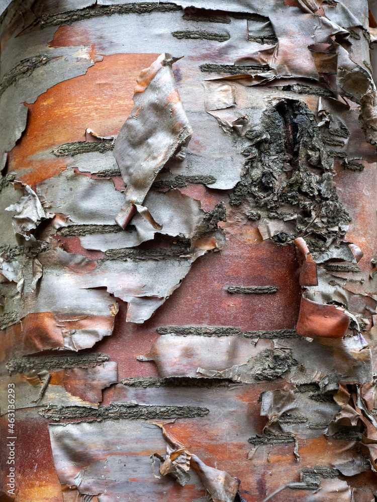 Uneven layered reddish-brown texture of bird cherry bark. Thin layers ...
