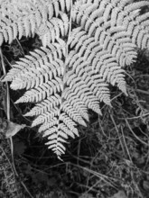 Rust And Yellow Fern Leaf Free Stock Photo - Public Domain Pictures