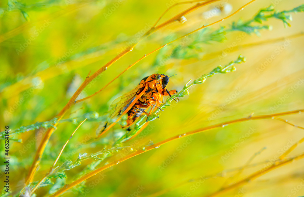 Insects cicadas devour agricultural plants, invasion of insect pests ...