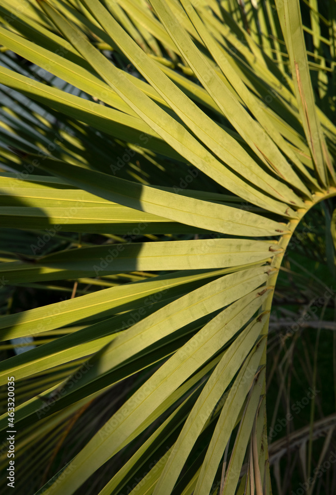 Palm leaf background. Closeup view of a Butia capitatata, also known as ...