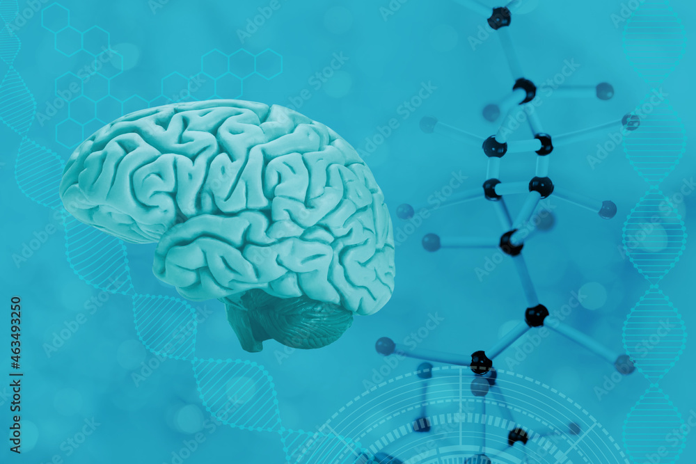 human brain model, deoxyribonucleic acid, molecular compounds on a blue ...