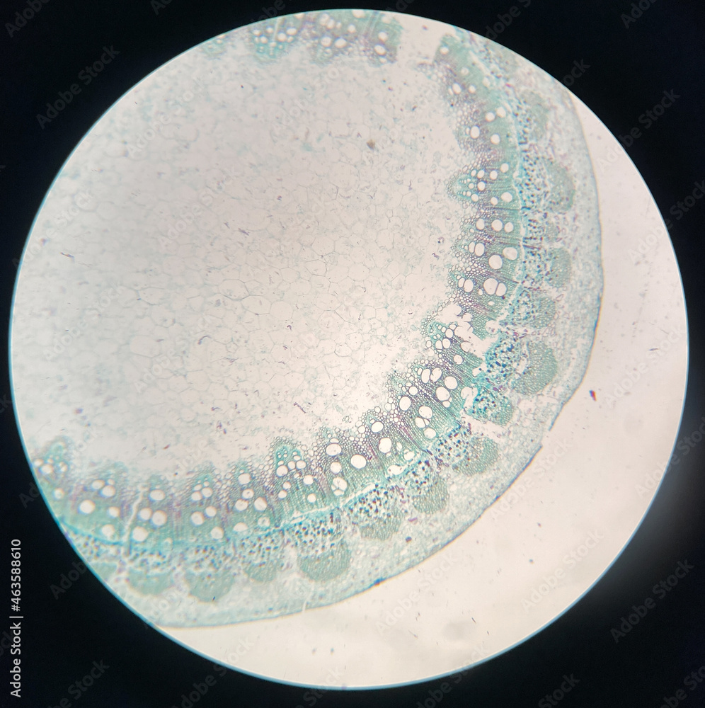 microscopic photo of pine stem structure Stock Photo | Adobe Stock