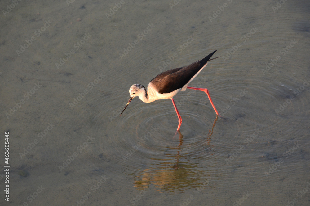 The knight of Italy is a bird that can be found in ponds and lake areas ...