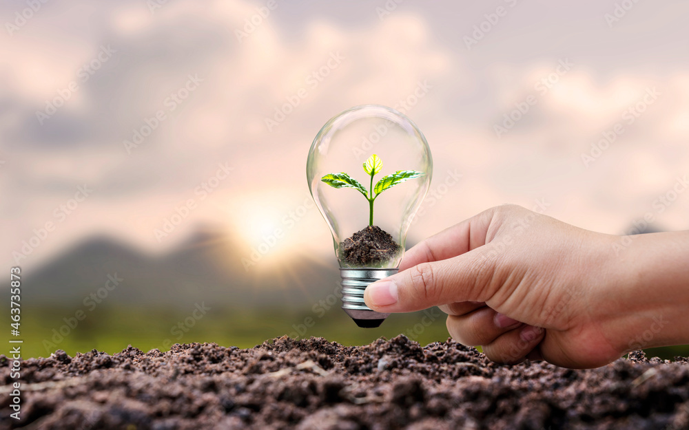 Hands planting trees growing in energy-saving lamps, renewable energy ...