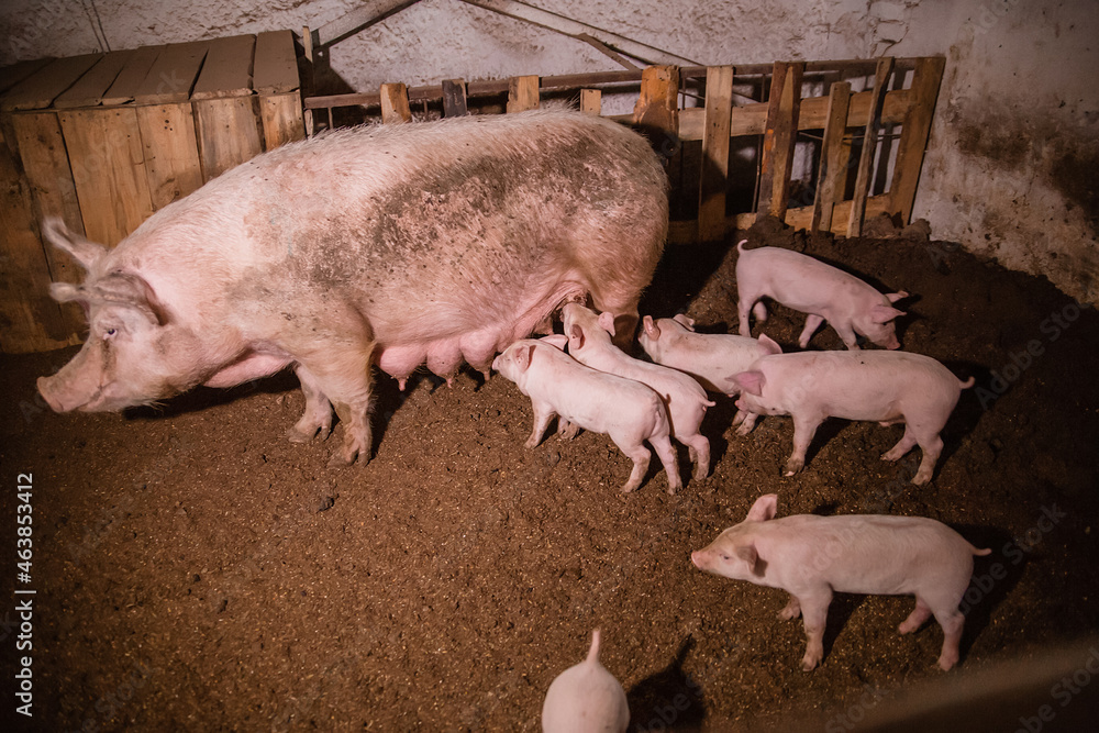 Pig children on a pig farm. Pig mother and piglets behind the fence ...