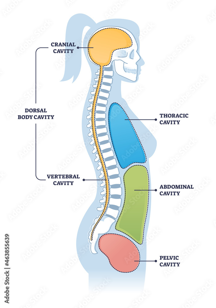 Dorsal and other body cavities cross section, outline illustration ...