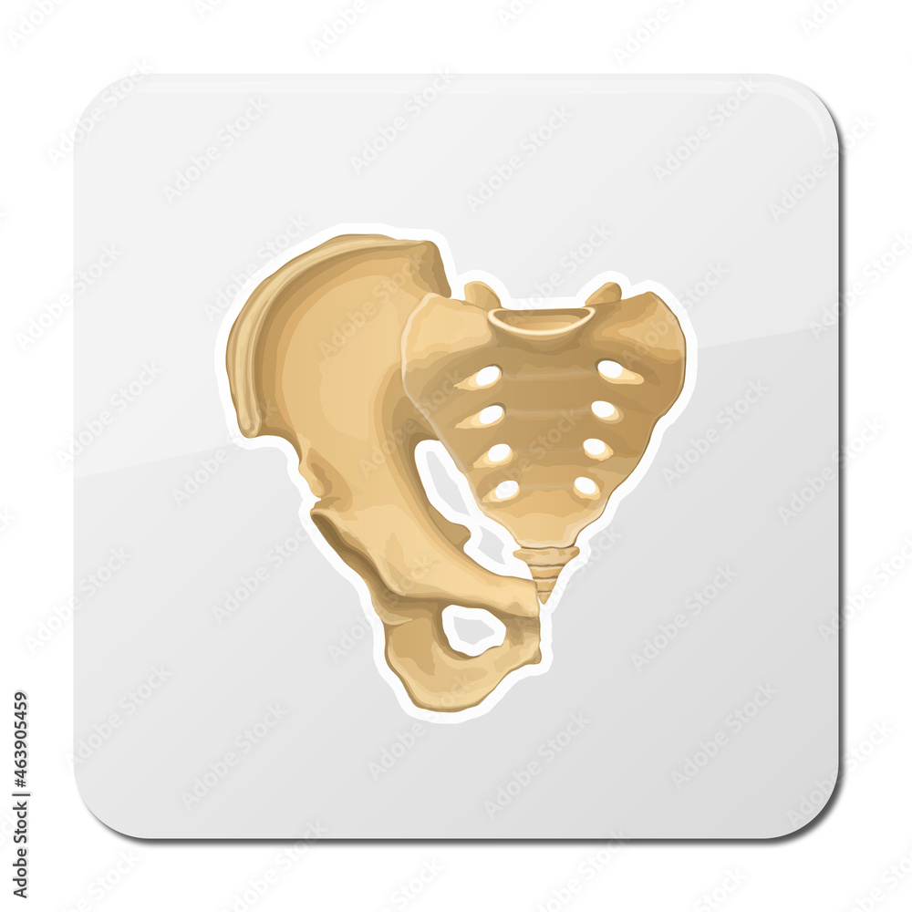Pelvis, Human skeleton, Pelvic Bone anatomy, hip, 3D artwork Stock ...