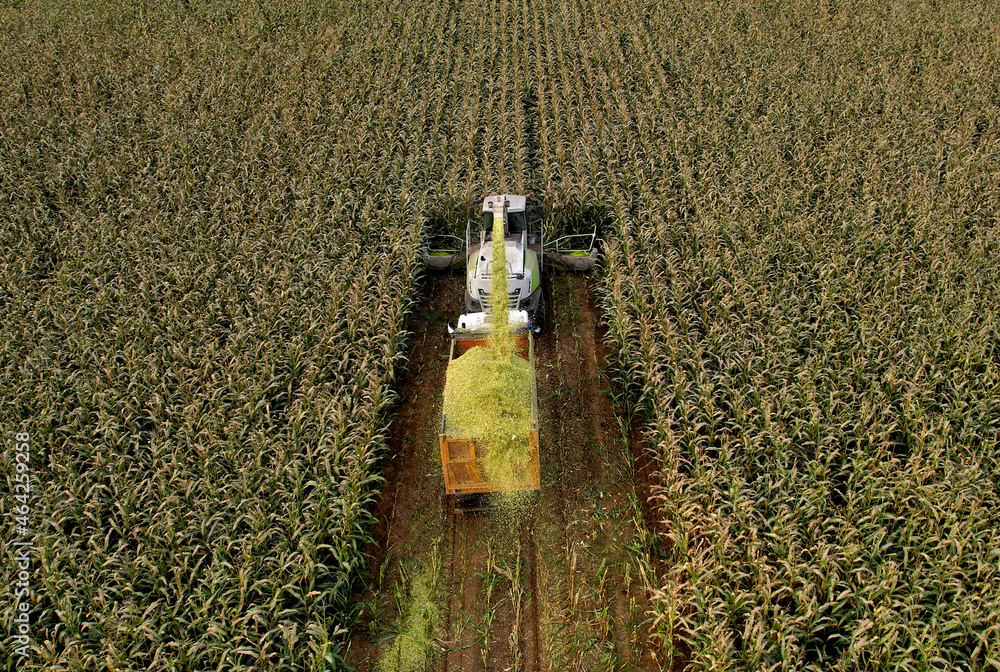 Forage harvester on maize cutting for silage in field. Harvesting ...