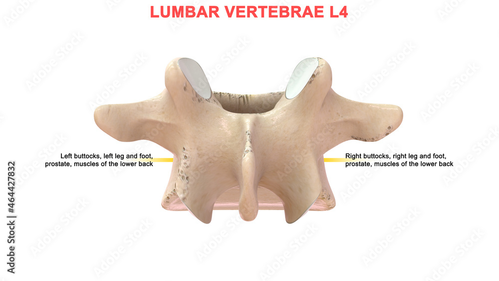 Ilustrace The lumbar spine contains 5 vertebrae, labeled L1 to L5 ...