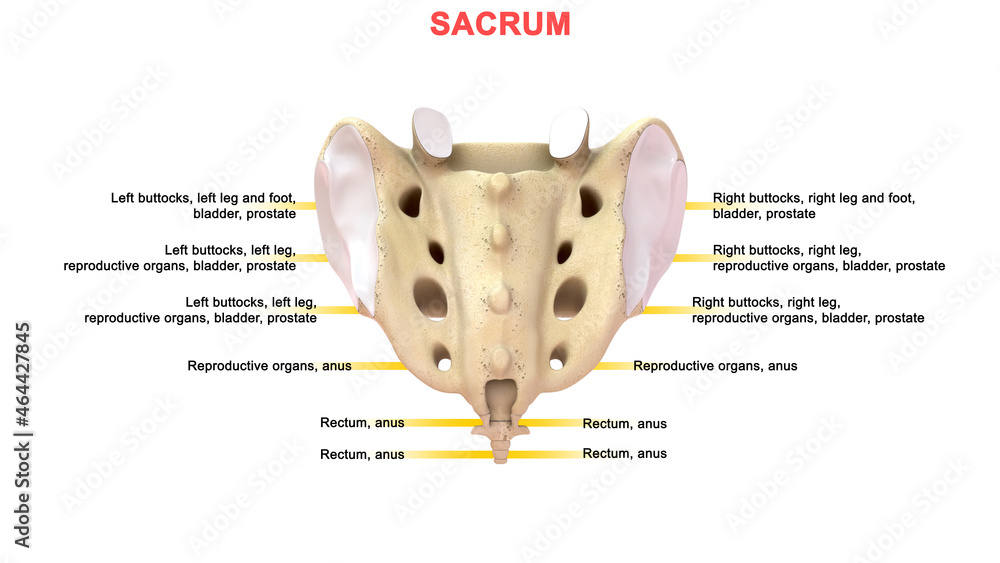 The sacrum is a shield-shaped bony structure that is located at the ...