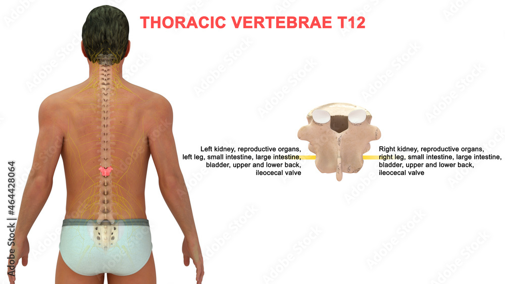 The thoracic spine has 12 nerve roots (T1 to T12) on each side of the ...