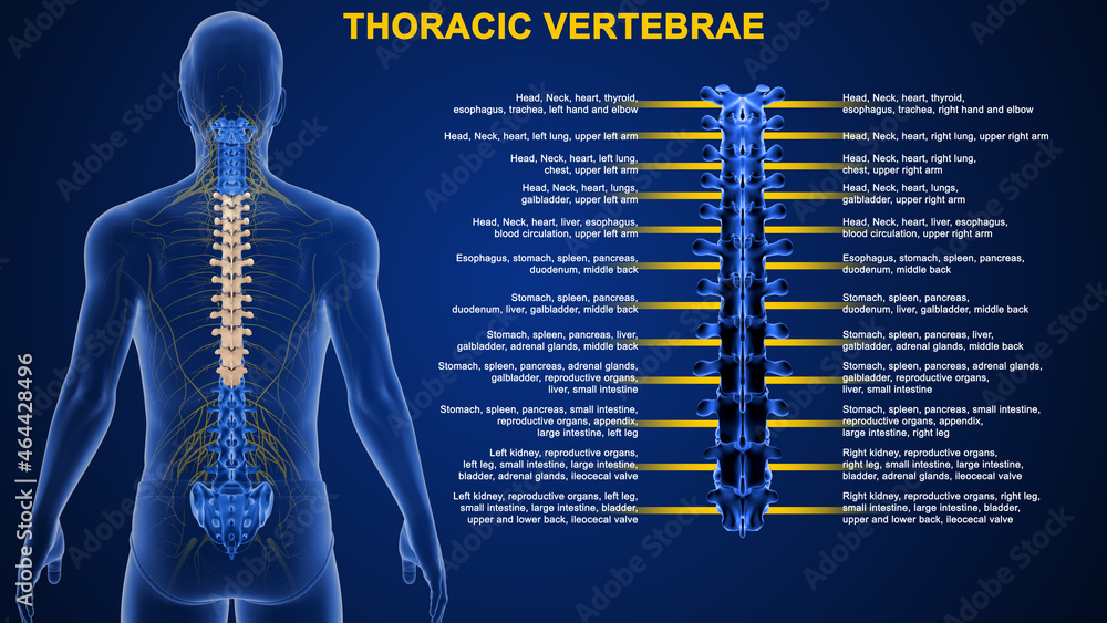 The thoracic spine has 12 nerve roots (T1 to T12) on each side of the ...