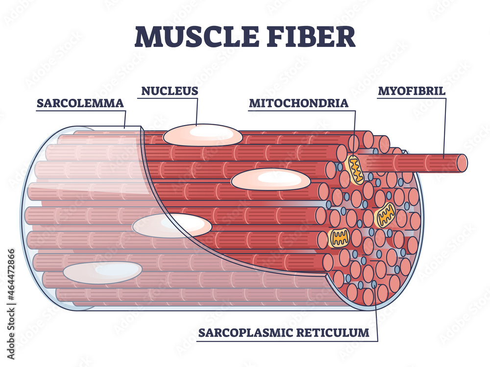 Muscle fiber structure and inner parts anatomical description outline ...