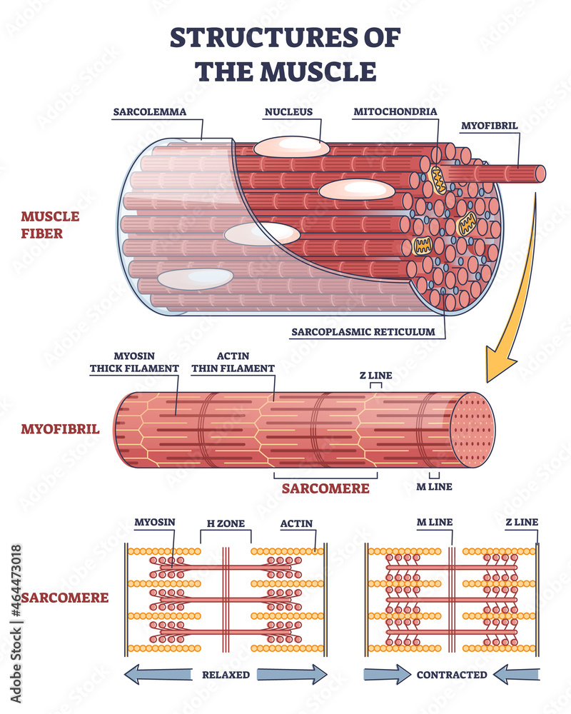 Structures of muscle with fiber, myofibril and sarcomere contraction ...