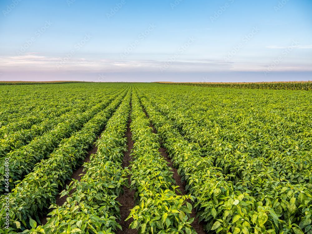Green pepper plants at agricultural field Stock Photo | Adobe Stock