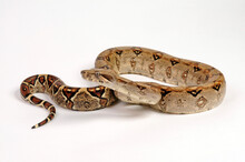 Common Northern Boa Free Stock Photo - Public Domain Pictures