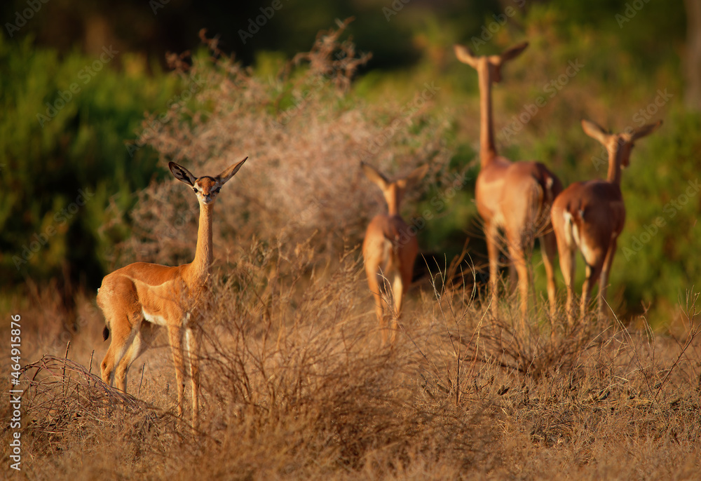 Gerenuk - Litocranius walleri also giraffe gazelle, long-necked ...