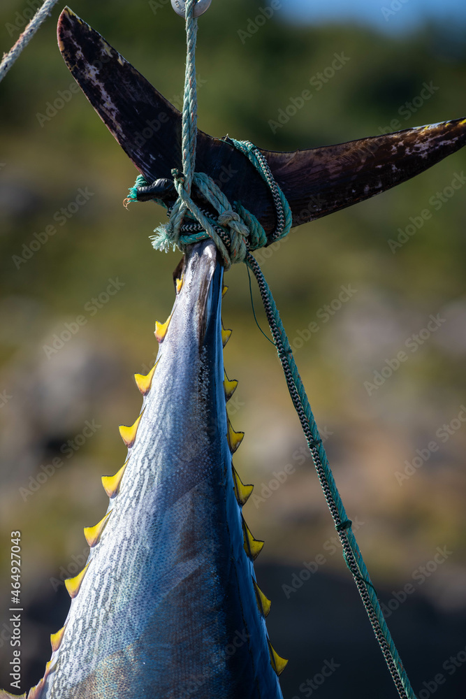 Atlantic bluefin tuna hanging by its dark blue and silver color tail ...