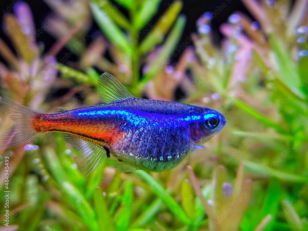 Blue Tetra Fish