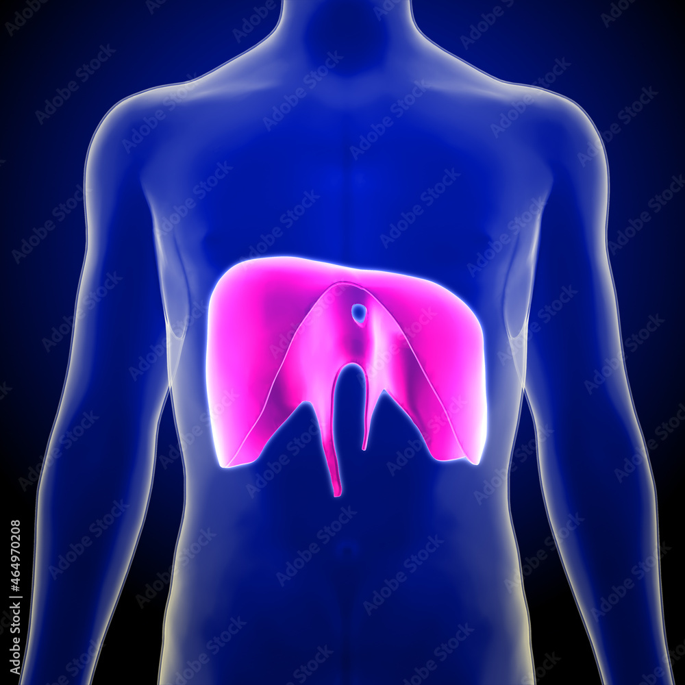 Diaphragm, dome-shaped, muscular and membranous structure that ...