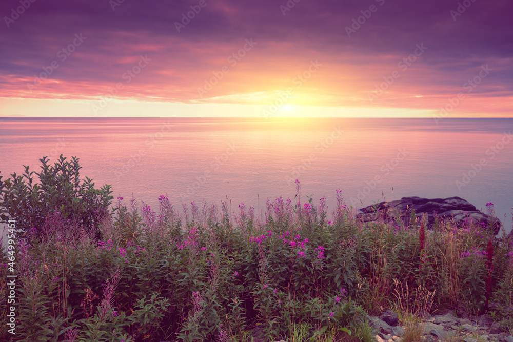 Seascape with rocky seashore and blossoming pink willowherb flowers ...