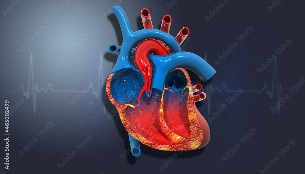 Human Heart Anatomy Cross Section on medical background. 3d ...