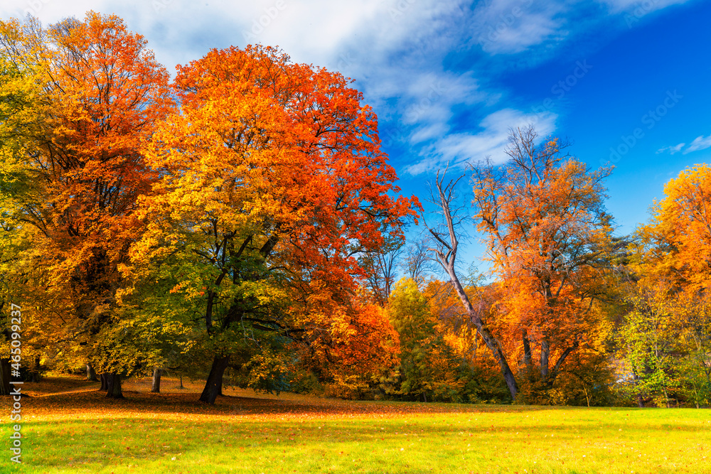 Стоковое фото «Autumn scene, fall, red and yellow trees and leaves in sun light. Beautiful ...