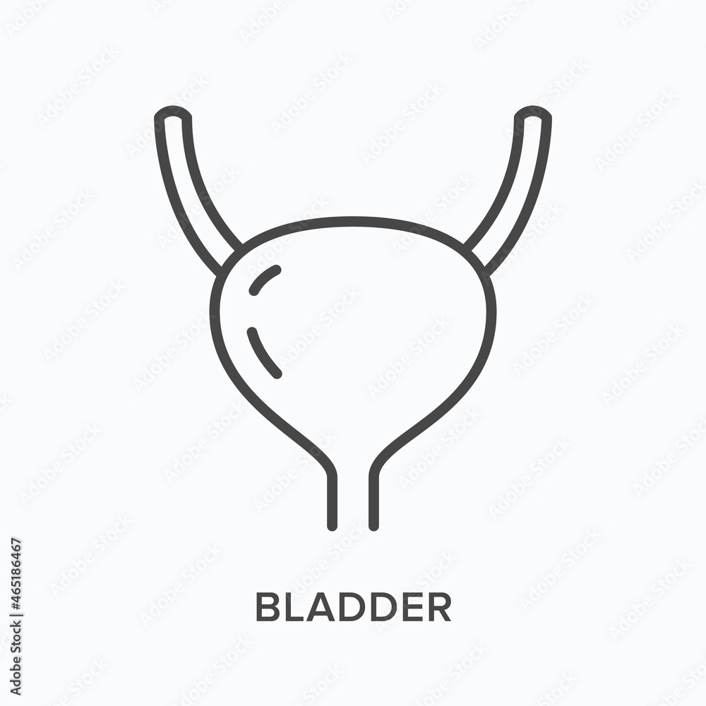 Bladder flat line icon. Vector outline illustration of human anatomy. Black thin linear ...