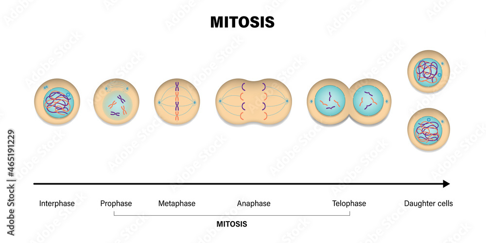 Mitosis phases. Prophase, Metaphase, Anaphase, and Telophase. Stock ...