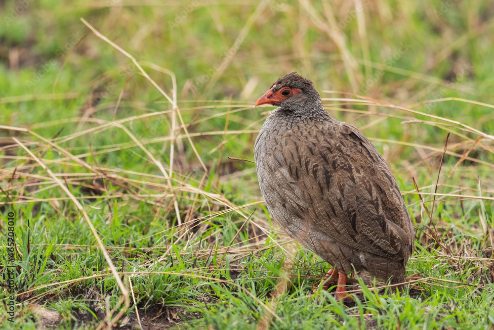 Red-necked Spurfowl - Pternistis afer, beautiful colored francolin bird ...
