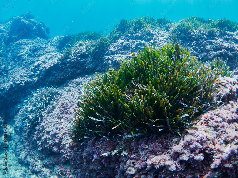 Posidonia Oceanica, also known as Neptune Grass, is an endemic seagrass ...