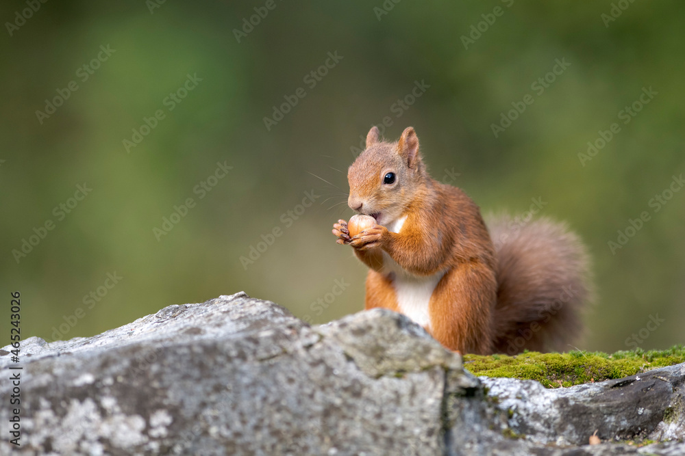 Eurasian red squirrel (Sciurus vulgaris) feeding on nut Stock Photo ...