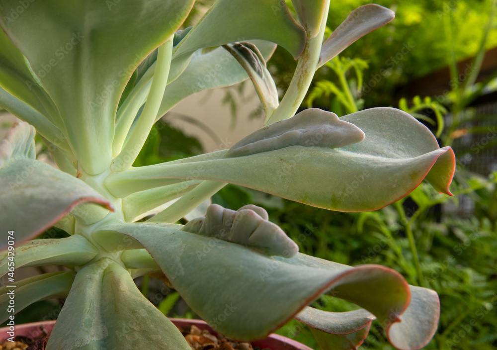 Exotic succulent plants. Closeup view of an Echeveria gibbiflora ...