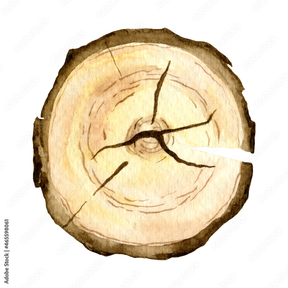 Watercolor Cross Section of Wood. Hand painted illustration of oak ...