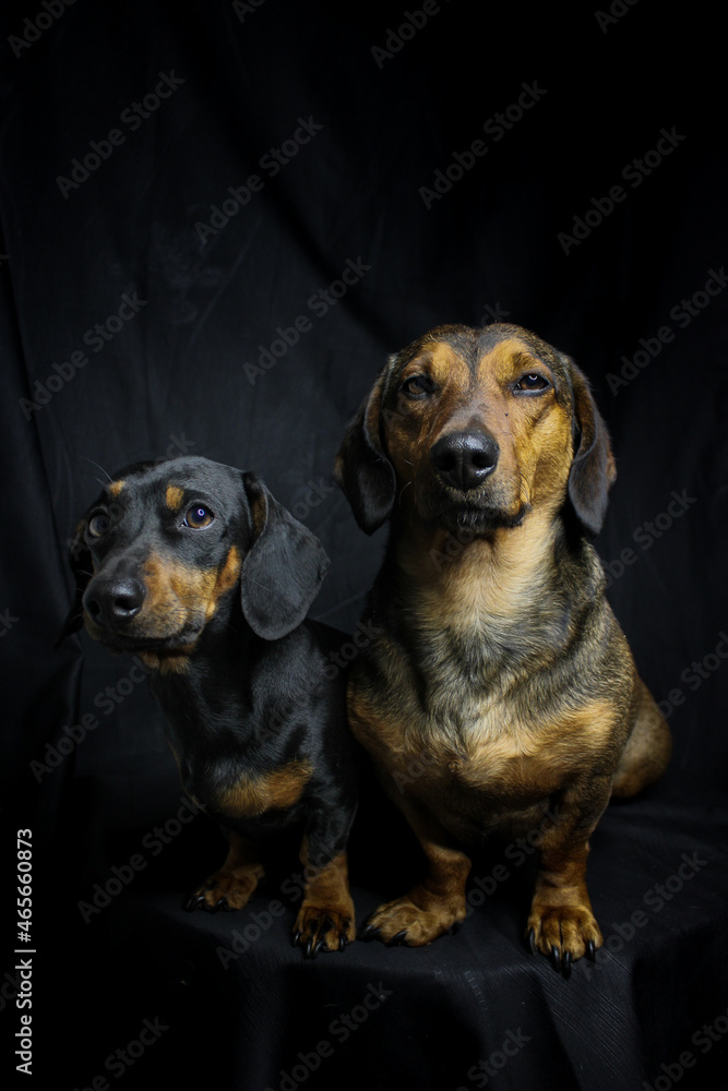 Perros de raza Dachshund de color café y negro Stock Photo | Adobe Stock