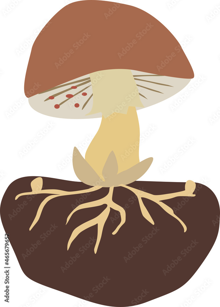 mushroom with spores and roots,shows how it grows and develops,vector ...